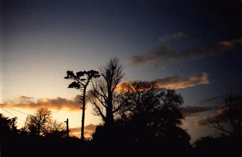 David Williams' Art Gallery